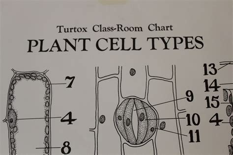 Vintage Plant Cell Types Classroom Chart From Turtox Etsy