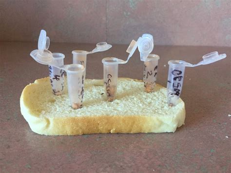 How Molecular Ecologists Work Returns The Molecular Ecologist