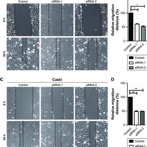 Silencing Of Matrix Metalloproteinase 7 Mmp 7 Suppresses Cervical