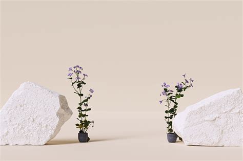 화장품 프리젠 테이션 개체 배치 포장 디자인 아이디어에 대한 화이트 스톤과 허브 3d 렌더링 0명에 대한 스톡 사진 및 기타 이미지 Istock