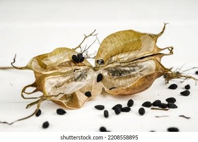 195 434 Seed Pods Images Stock Photos Vectors Shutterstock