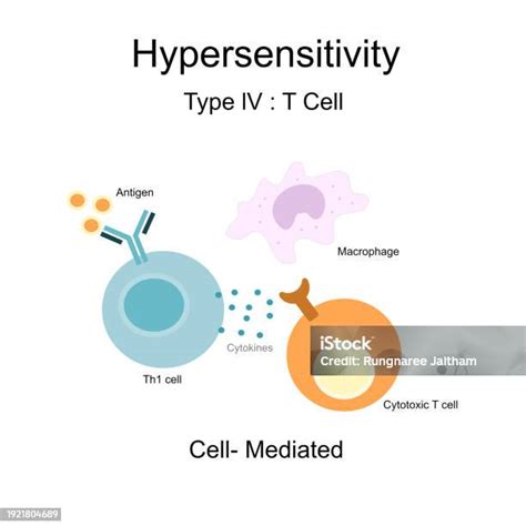 The Hypersensitivity Type Lv Cellmediated That Represents The Reaction Diagram Of Th1 Cell And