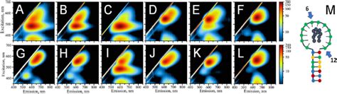 Excitation Emission Patterns For Agncs Dna Templated On 12 Base Loop Download Scientific