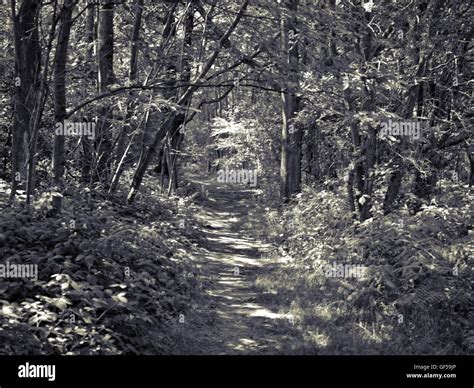 Natural Selenium Print Of Grasses And Trees Showing The Real Shapes Of