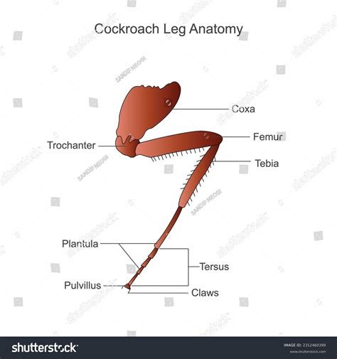 Cockroach Anatomy Over 106 Royalty Free Licensable Stock Illustrations