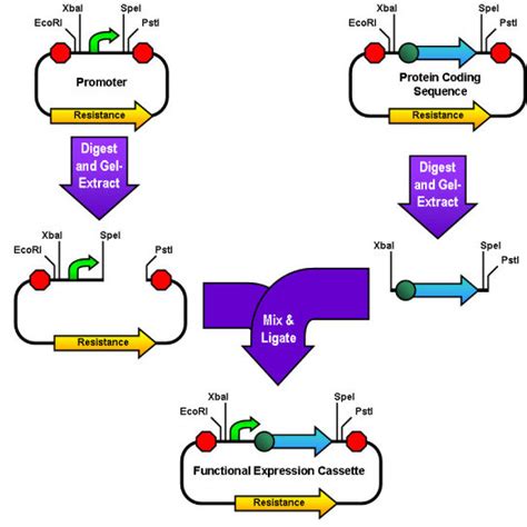 Three Antibiotic 3a Assembly Download Scientific Diagram