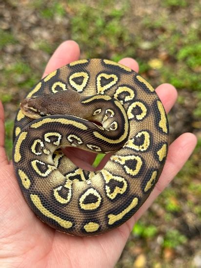 Mojave Super Trick Ball Python By Matzens Morphs
