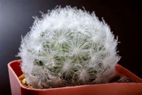 15 Cute Cactus Plants A List Packed With Fuzzy Plants Plant America