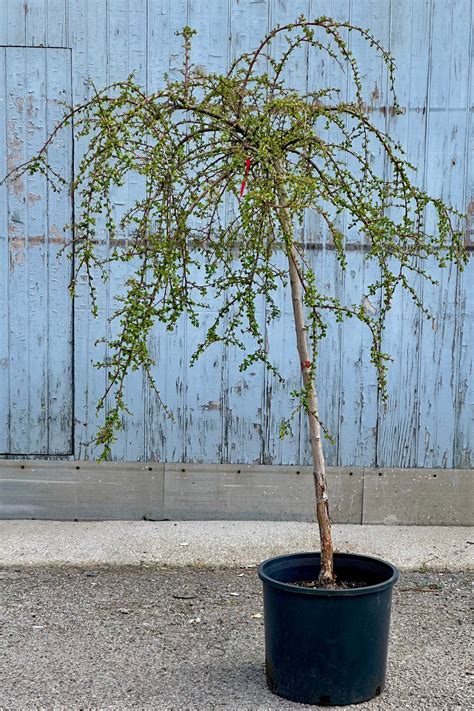 Cotoneaster Apiculatus 7 Standard Form Sprout Home