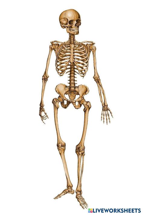 7272550 Будова скелета людини Olha Lutsyk