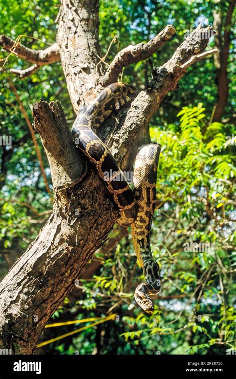 Indian Rock Python Python Molurus Captive The Madras Crocodile Bank