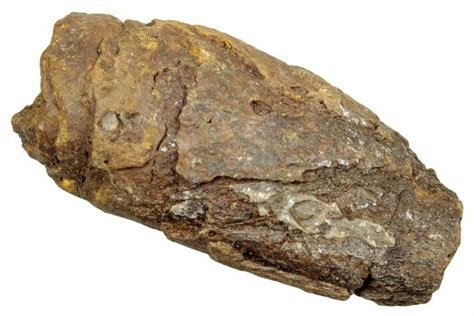 12 Permian Fossil Synapsidamphibian Coprolite Texas 251406 For