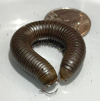 Millipedes Bug Cage Company