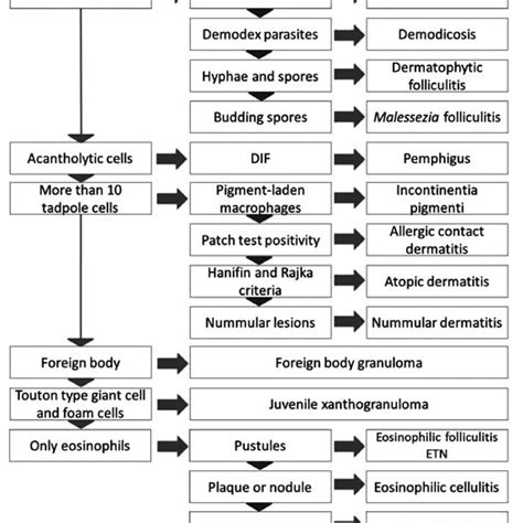 algorithmic approach for eosinophilic dermatosis diagnoses according to download scientific