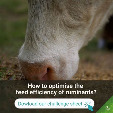 Phodé Animal Care On Linkedin 2307 Ruminant Feed Efficiency