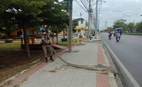 Python Crosses Road And Causes Jam During Rush Hour Traffic