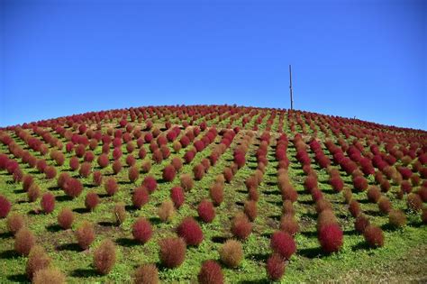 コキアが色づく箱館山 遠い世界に