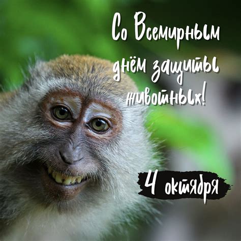 Картинки 4 Октября Всемирный День Защиты Животных — Foto Na