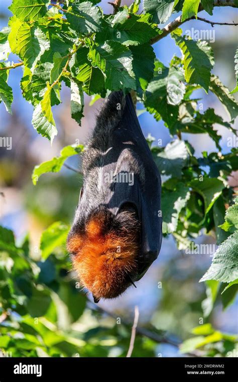 The Grey Headed Flying Fox Pteropus Poliocephalus Is A Megabat And