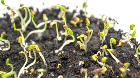 Cabbage Growth Stages How Fast Does Cabbage Grow