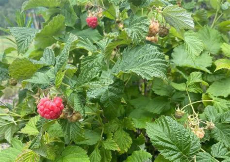 Juicy Tips For Growing Your Own Raspberry Bushes Juicy Tips For Growing Your Own Raspberry Bushes