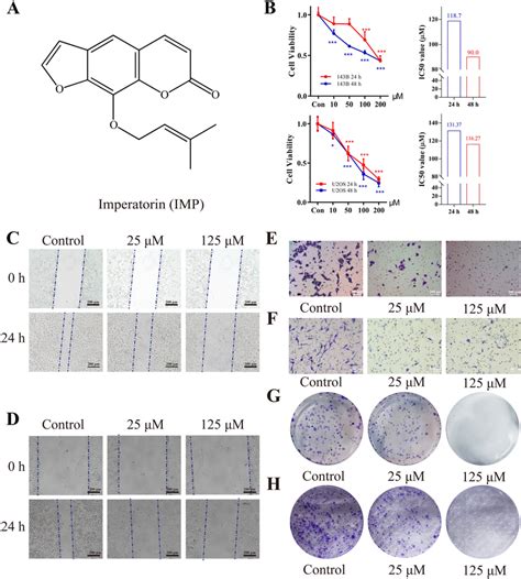 Imp Depressed The Proliferation Invasion And Migration Of Human