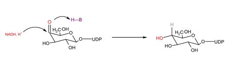 Udp Galactose 4 Epimerase Converts Udp Galactose To Udp Gluc Quizlet