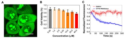 Development Of A Highly Selective And Sensitive Fluorescent Probe For Imaging Rna Dynamics In
