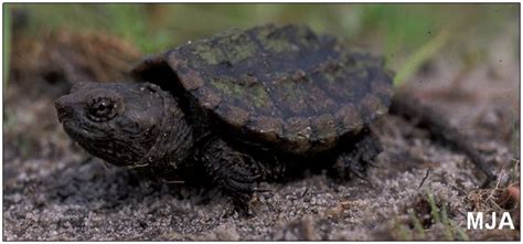 Snapping Turtle Eggs Hatching