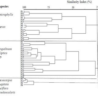 Cluster Dendrogram Of Shrubs Showing Similarity Index Arbitrarily Download Scientific