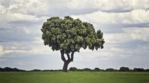 Download Wallpaper Field Grass Clouds Tree Grass Field Clouds