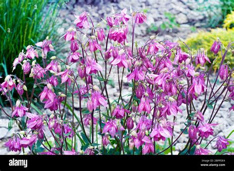 Aquilegia Pink In Spring Garden Pink Flowers Of Aquilegia In Natural