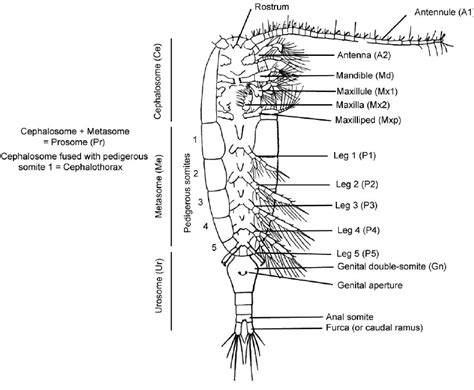 Crustacea Classe Maxillopoda Subclasse Copepoda Calanoida Anatomia