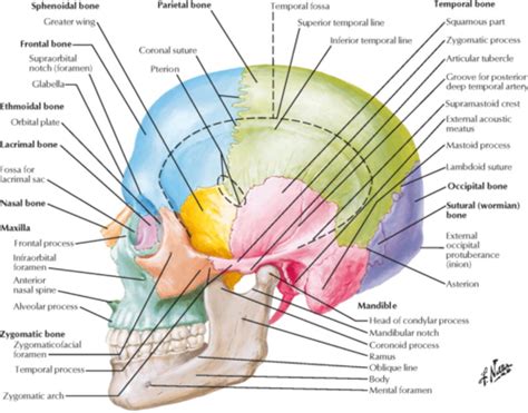 Infratemporal Fossa Flashcards Quizlet