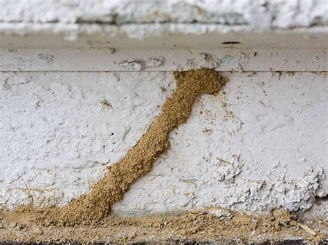 Termite Spot Treatment Is It Effective