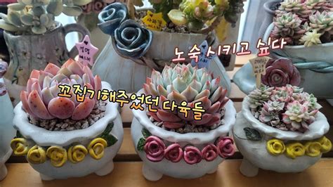 24 0203 꼬집기 해주었던 썬스타릴리패드 어떻게 되었을까요다육다육식물succulent Korean Succulent Plants 베란다다육 Youtube