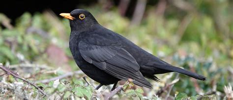 Alles Wat Je Wil Weten Over De Merel Vogel Blog