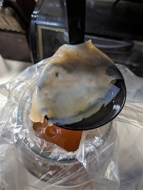 Raw Kombucha My New Favorite Drink Hubpages