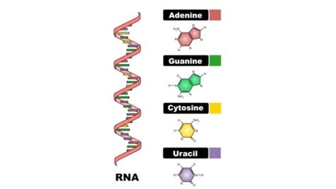 Rna Definition Structure Types Application Biology Notes Online