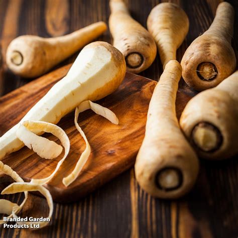Buy Parsnip Gladiator Seeds Organic Gardening Catalogue
