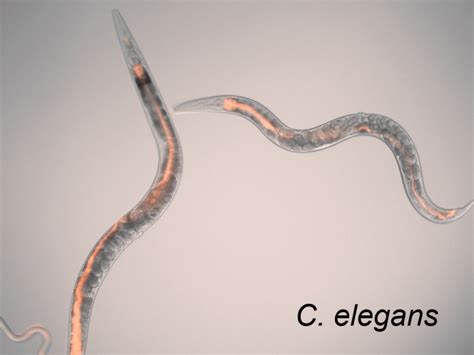 Research Qiu Research Lab