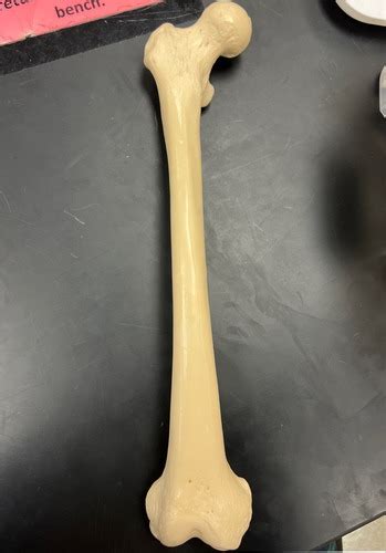 lab exercise 7 pt 3 flashcards quizlet