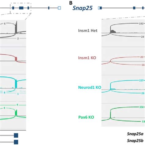 Identification Of Differential Splicing Events In Syt14 And Snap25
