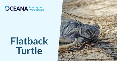 Flatback Turtle Oceana