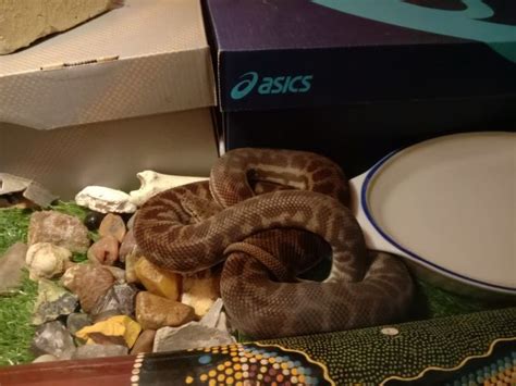 Stimson Python Male Comes Vivarium And Accessories Reptiles