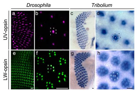 Differential Expression Of Opsin Paralogs In Drosophila And Tribolium