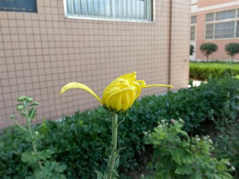 菊花開時歲暮初寒 每日頭條