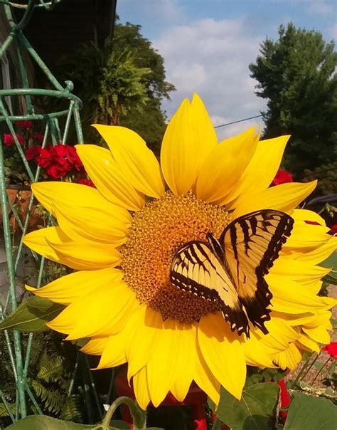 Gardening Girls Rock On Tumblr