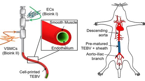 인공 혈관을 만드는 바이오 3d 프린팅