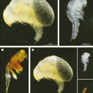 Sexual Phenotypes Observed In Pachypygus Gibber A Female Download Scientific Diagram